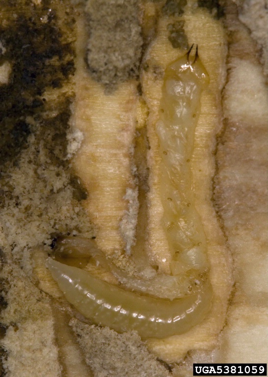 Braconid wasps (Genus Atanycolus Forster, 1862)