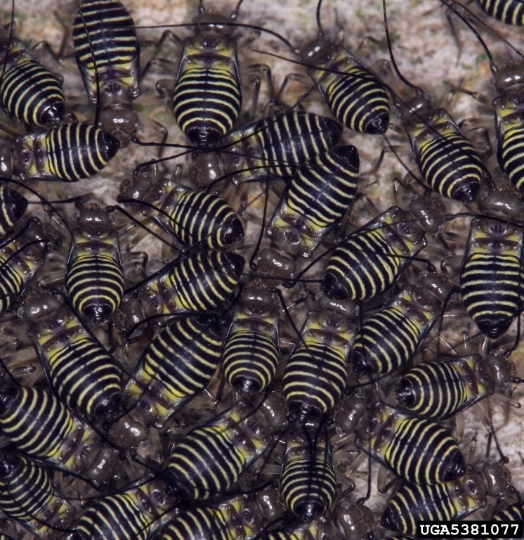 bark lice (Cerastipsocus venosus)