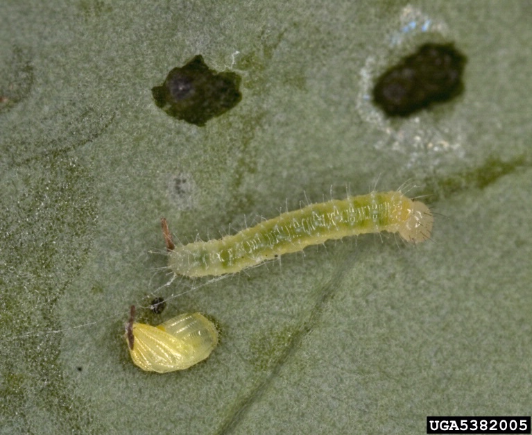 cabbage white, imported cabbage worm, Pieris rapae (Lepidoptera ...