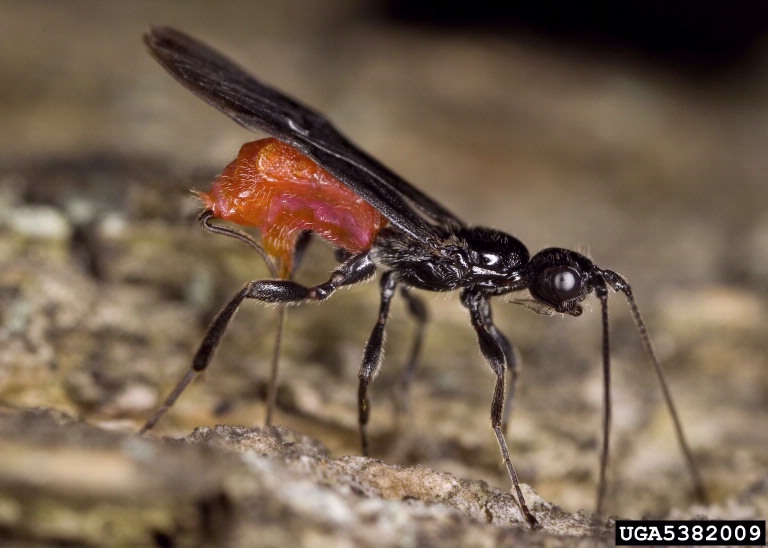 Braconid wasp (Atanycolus cappaerti)