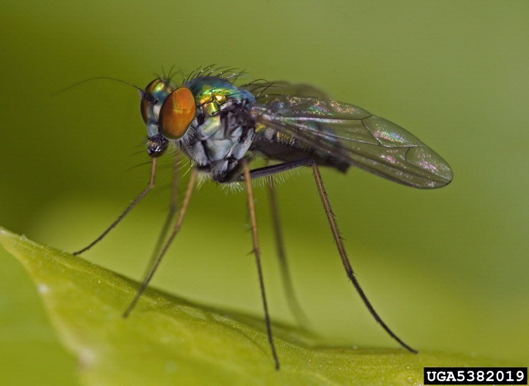 longlegged flies (Genus Condylostylus Bigot 1859)