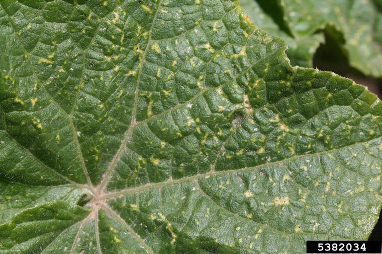 Thrips Damage In Rice