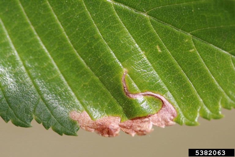 European elm flea weevil (Orchestes alni)