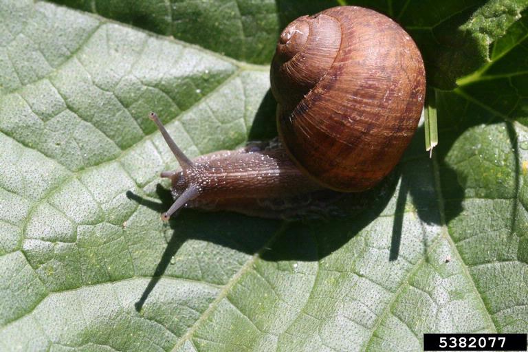 European brown snail (Cornu aspersum (O. F. Müller, 1774))