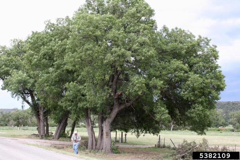 Arizona walnut (Juglans major)