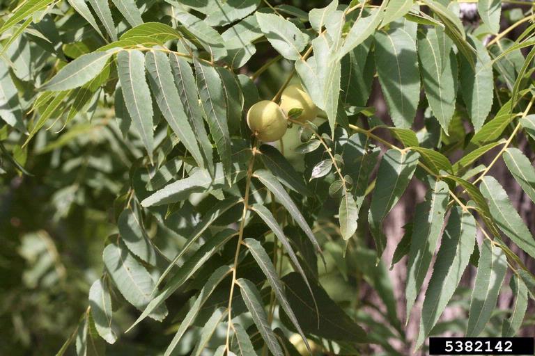 Arizona walnut (Juglans major (Torr.) A. Heller)