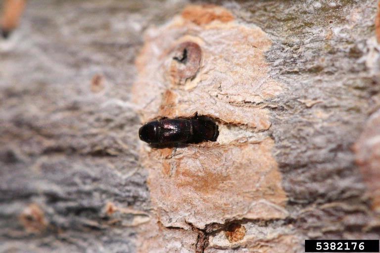 banded elm bark beetle (Scolytus schevyrewi Semenov, 1902)
