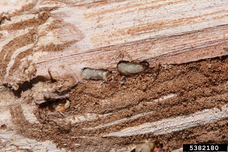 banded elm bark beetle (Scolytus schevyrewi Semenov, 1902)