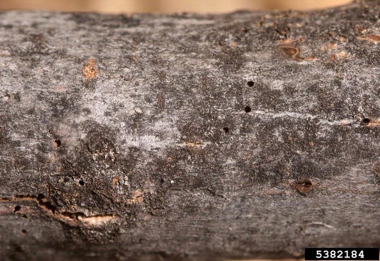 walnut twig beetle (Pityophthorus juglandis)