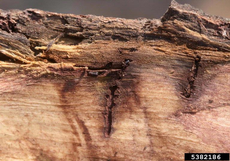 walnut twig beetle (Pityophthorus juglandis)