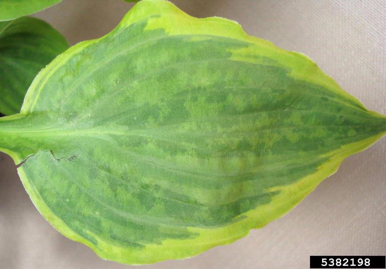 Hosta Virus X (Potexvirus Hosta Virus X (HVX))