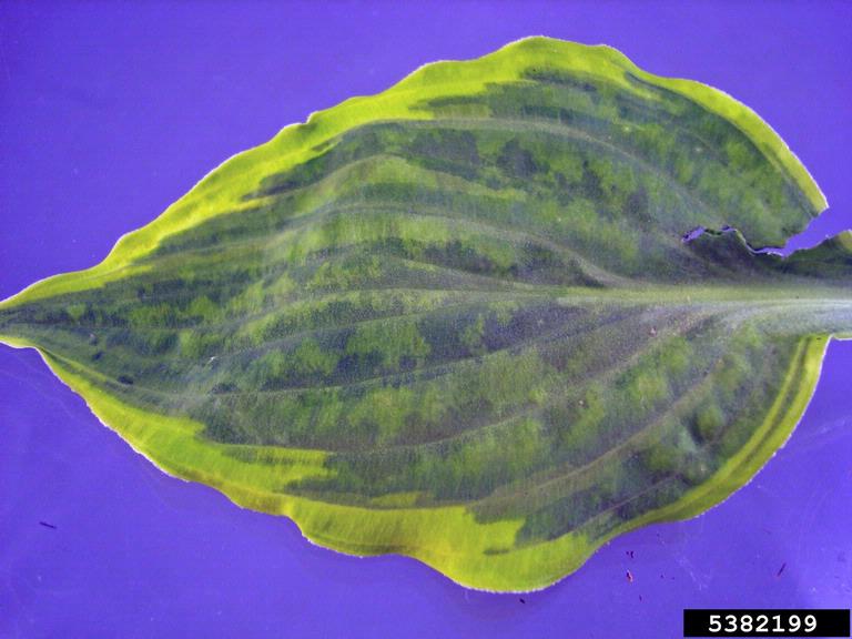 Hosta Virus X (HVX) (Potexvirus ecshostae)