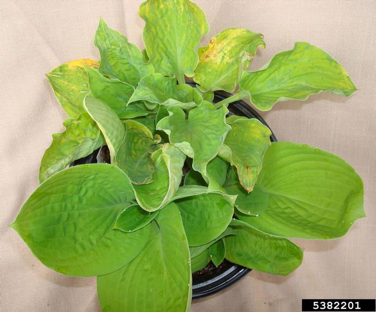 Hosta Virus X (HVX) (Potexvirus ecshostae)