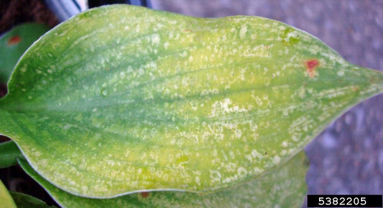 Hosta Virus X (HVX) (Potexvirus Hosta Virus X)