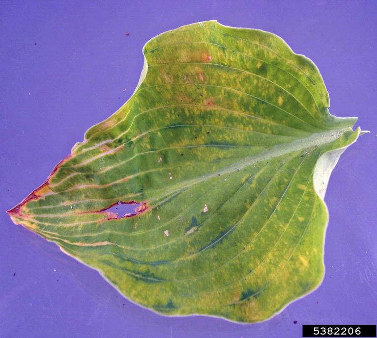 Hosta Virus X (HVX) (Potexvirus Hosta Virus X)