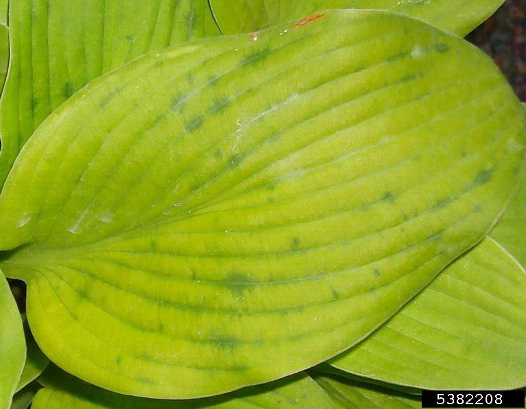Hosta Virus X (HVX) (Potexvirus Hosta Virus X)