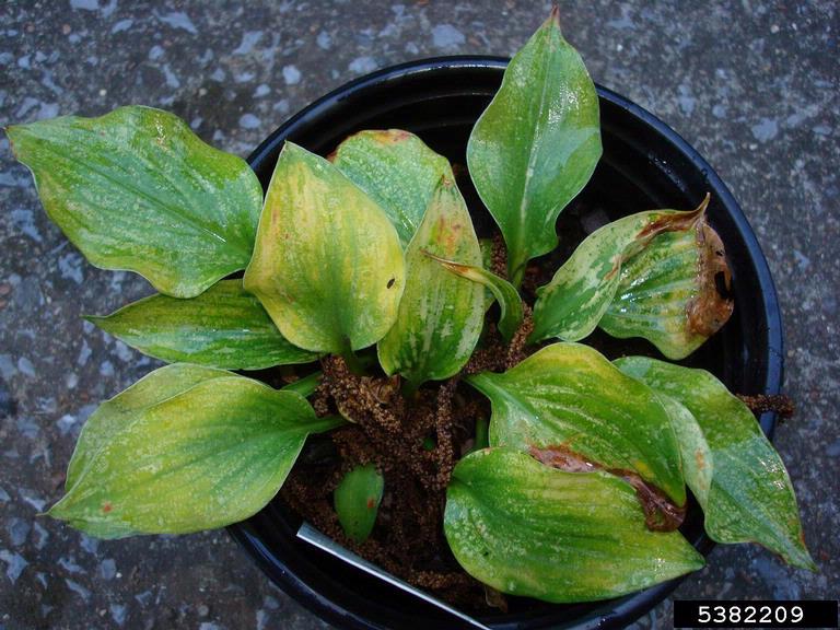 Hosta Virus X (Potexvirus Hosta Virus X (HVX))
