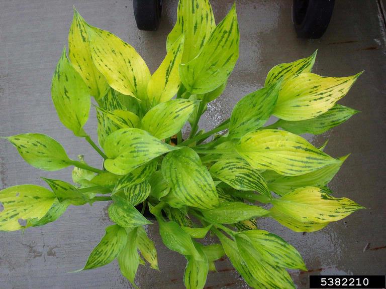 Hosta Virus X (HVX) (Potexvirus Hosta Virus X)