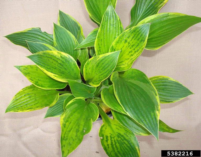 Hosta Virus X (Potexvirus Hosta Virus X (HVX))