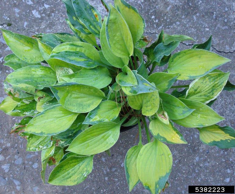 Hosta Virus X (HVX) (Potexvirus ecshostae)