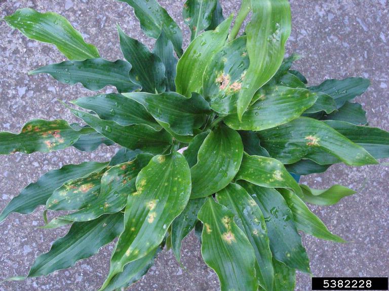 Tobacco Rattle Virus (TRV) (Tobravirus Tobacco Rattle Virus)