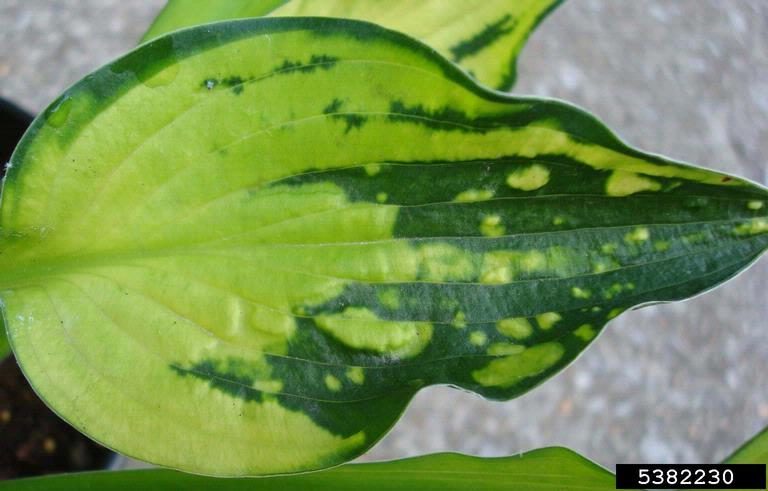 Hosta Virus X (Potexvirus Hosta Virus X (HVX))