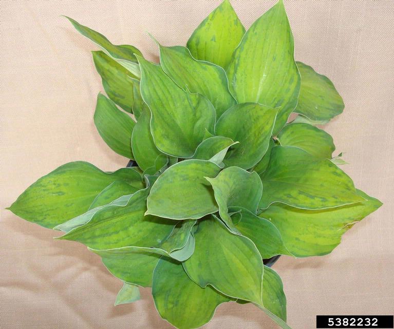 Hosta Virus X (Potexvirus Hosta Virus X (HVX))