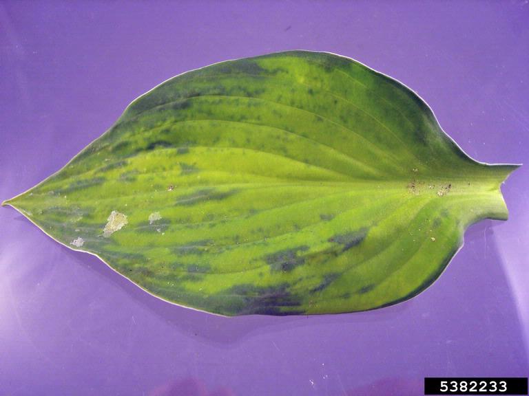 Hosta Virus X (Potexvirus Hosta Virus X (HVX))