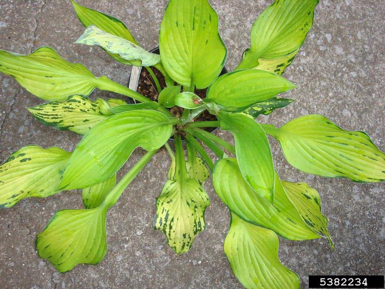 Hosta Virus X (Potexvirus Hosta Virus X (HVX))