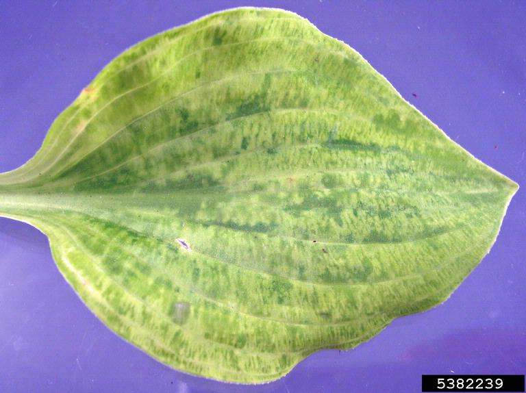 Hosta Virus X (HVX) (Potexvirus Hosta Virus X)