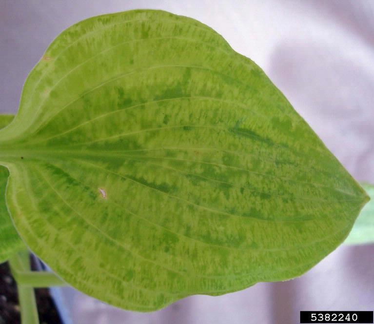 Hosta Virus X (HVX) (Potexvirus Hosta Virus X)