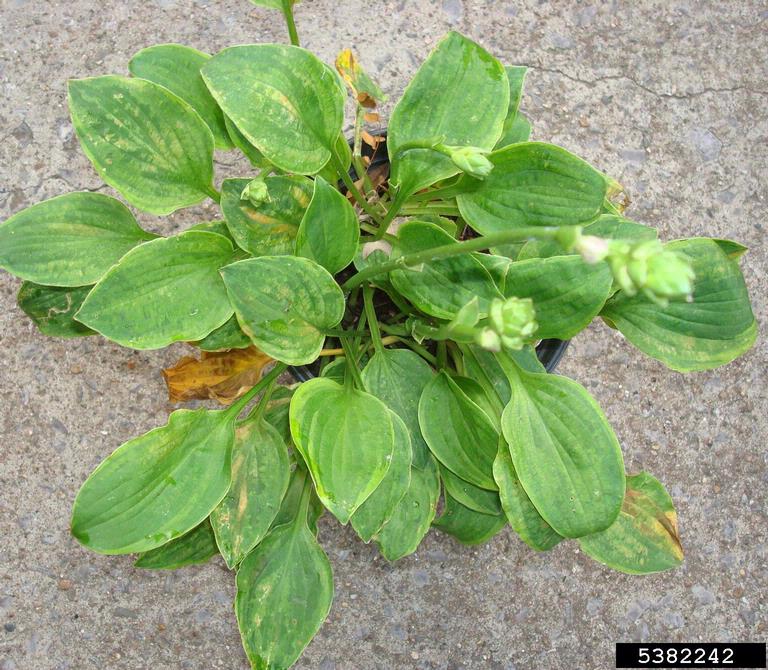 Hosta Virus X (Potexvirus Hosta Virus X (HVX))