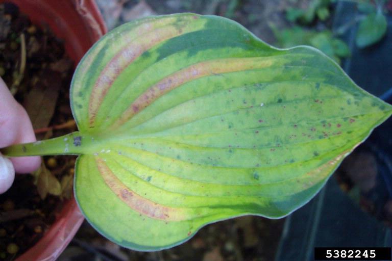 Hosta Virus X (HVX) (Potexvirus Hosta Virus X)