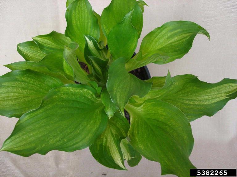Hosta Virus X (Potexvirus Hosta Virus X (HVX))