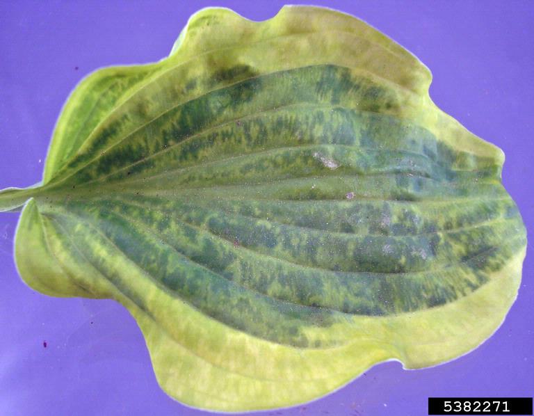 Hosta Virus X (Potexvirus Hosta Virus X (HVX))
