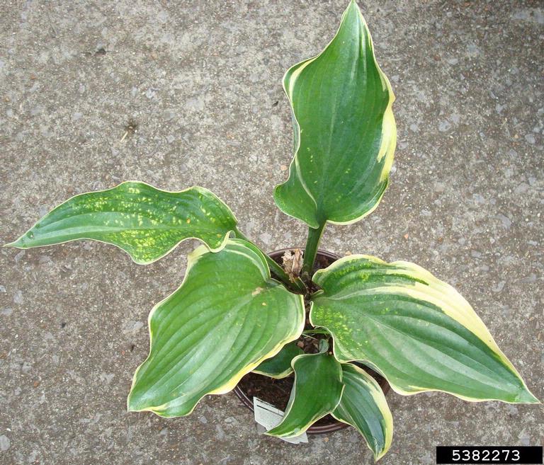 Tobacco Rattle Virus (Tobravirus Tobacco Rattle Virus (TRV))