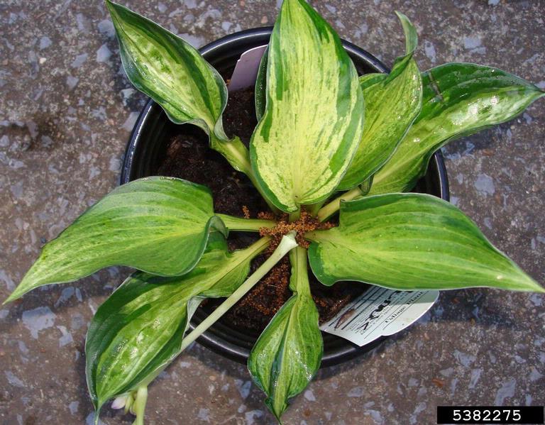 Hosta Virus X (HVX) (Potexvirus Hosta Virus X)