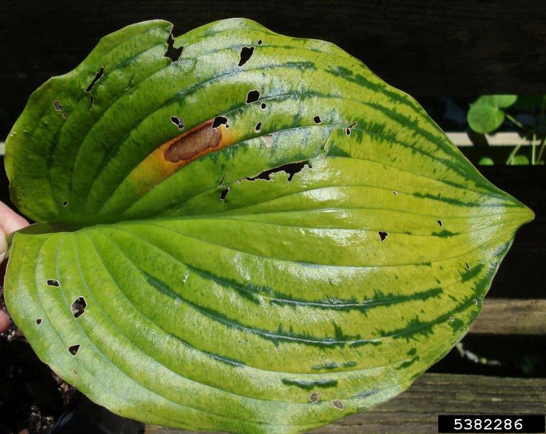 Hosta Virus X (Potexvirus Hosta Virus X (HVX))