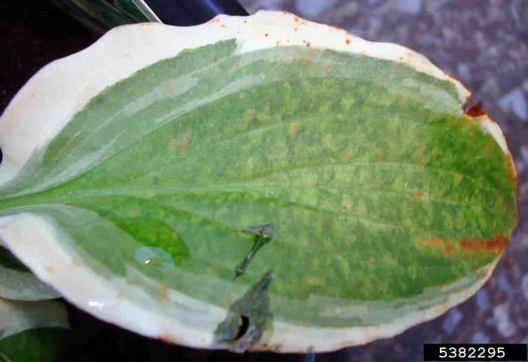 Hosta Virus X (Potexvirus Hosta Virus X (HVX))