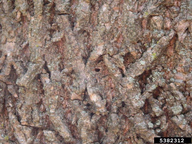 emerald ash borer (Agrilus planipennis Fairmaire, 1888)