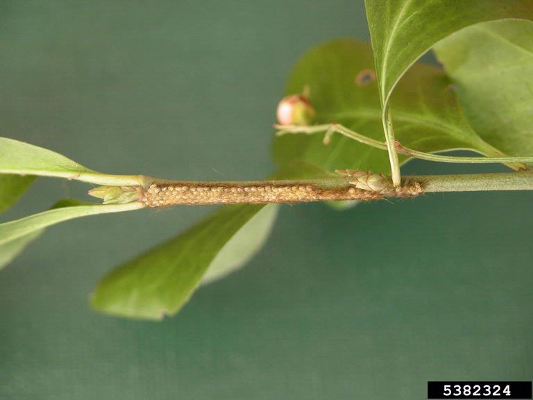 euonymus leaf notcher (Pryeria sinica)
