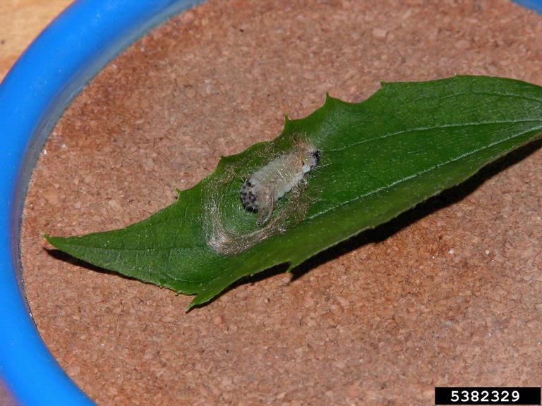 euonymus leaf notcher (Pryeria sinica)