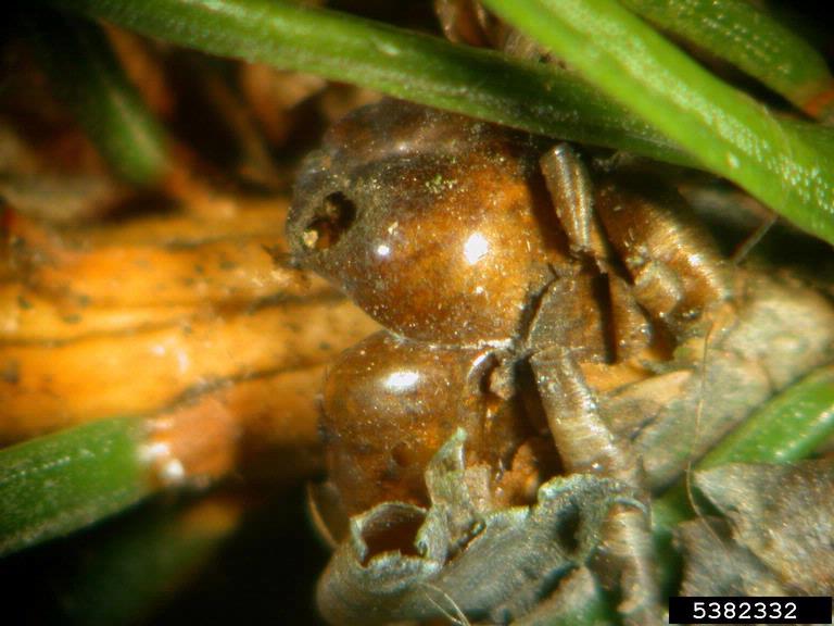 spruce bud scale (Physokermes piceae (Schrank))
