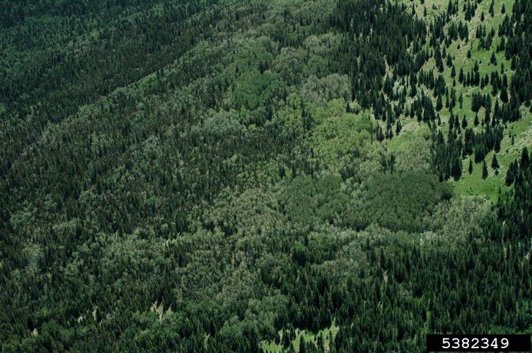 defoliation due to unknown cause