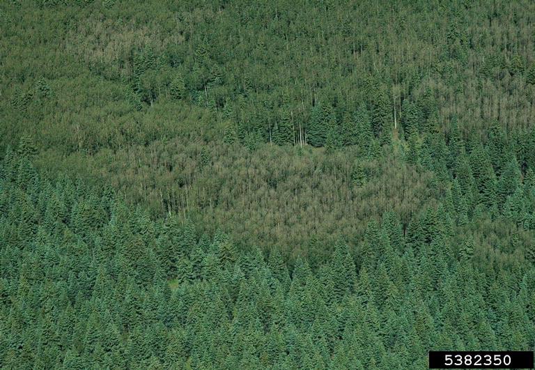 defoliation due to unknown cause