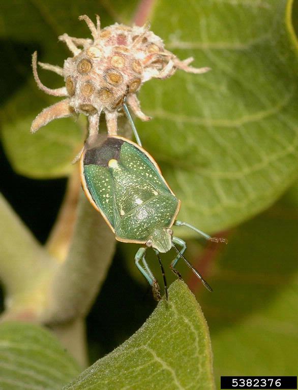 Say stink bug (Chlorochroa sayi)