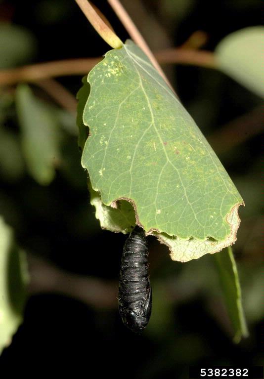 large aspen tortrix (Choristoneura conflictana (Walker))