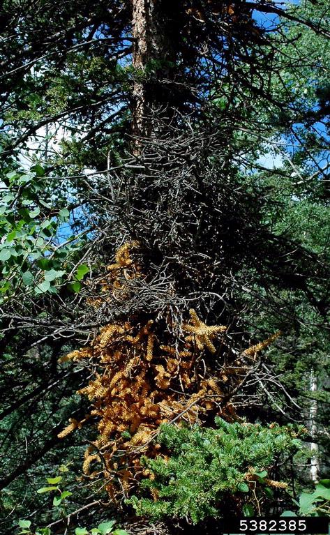 spruce broom rust (Chrysomyxa arctostaphyli Dietel)