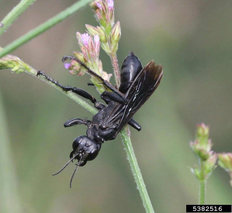 Sphecid wasp (Prionyx atratus (Lepeletier, 1845))