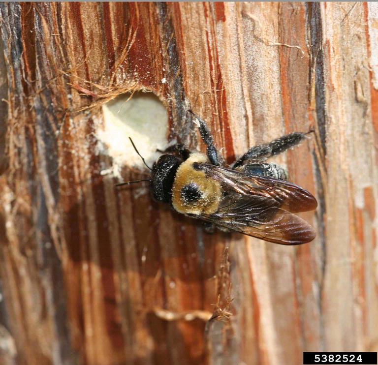 carpenter bee (Xylocopa virginica)